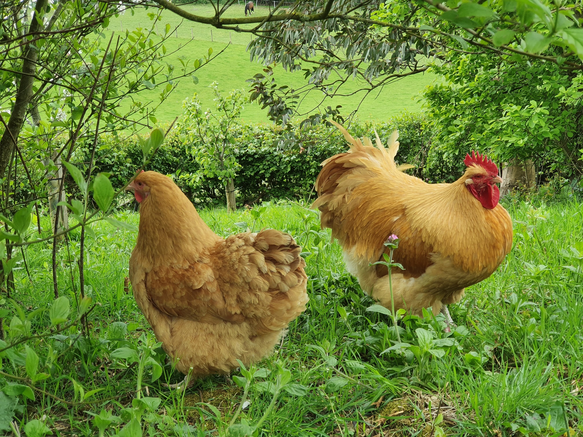 Fresh produce – Rampisham Hill Farm