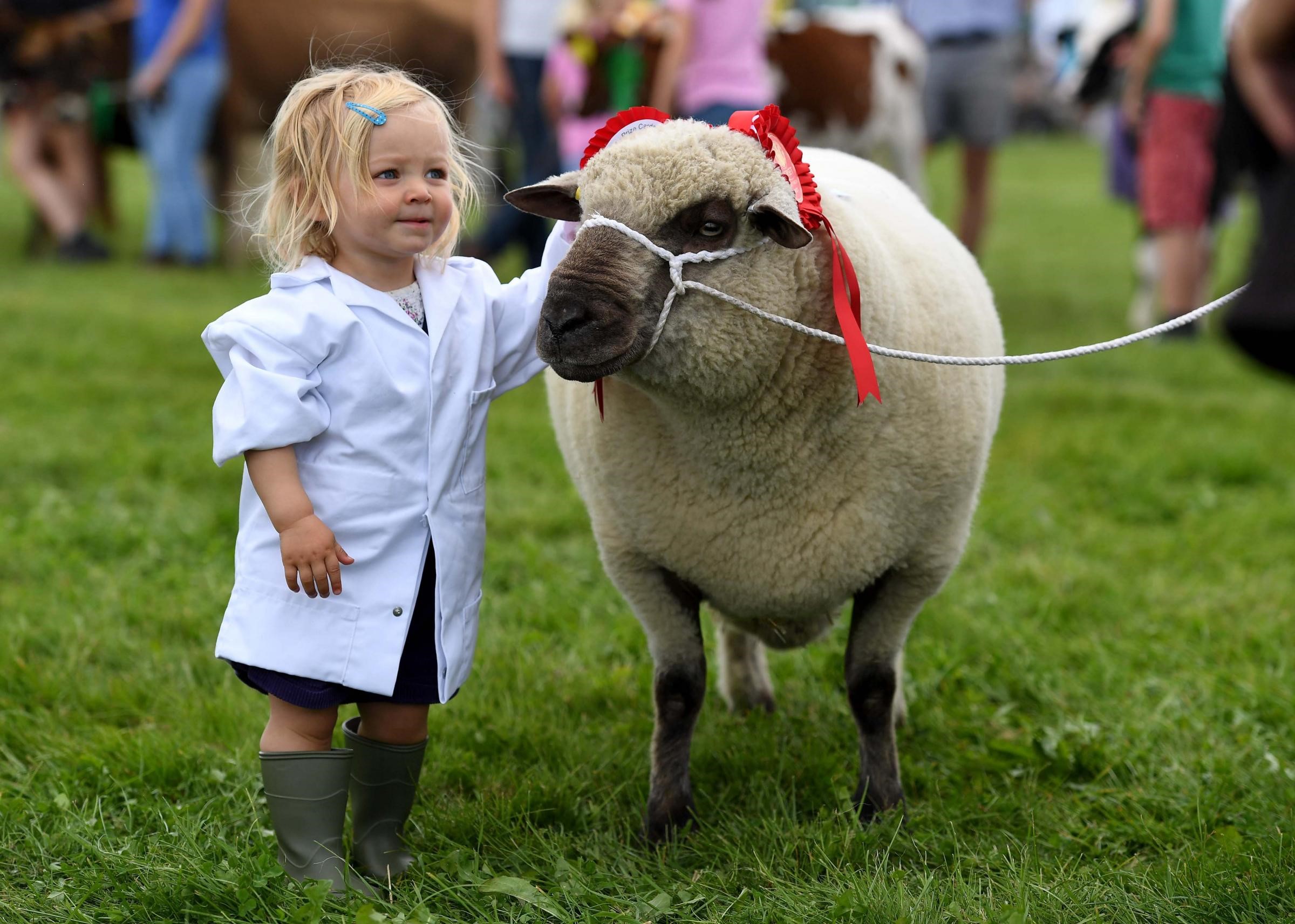 Pedigree Dorset Down sheep breeders – Rampisham Hill Farm